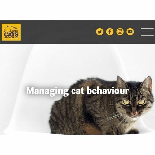 Free Guides on Cat Behaviour | WOW Freebies