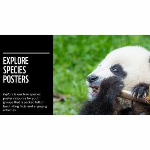 Free WWF Posters & Activities | WOW Freebies